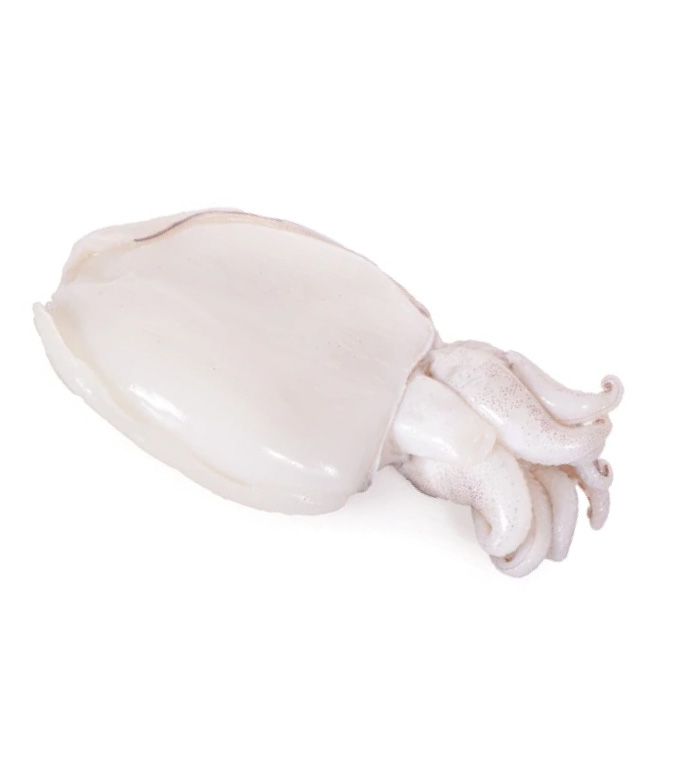 Seppia pulita 60/UP - Shop Big Marlin | Surgelati online